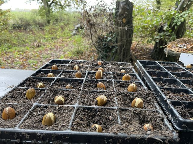 2022 Land November – planting acorns – Kinda Elders in the woods