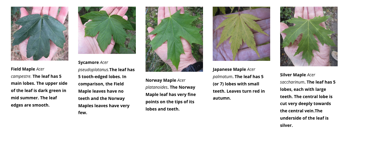 Elders 12 – Sycamore, friend or foe or Maple? – Kinda Elders in the woods
